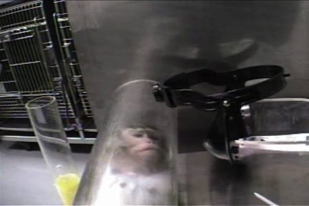 Animal Experimentation - Aid Animals