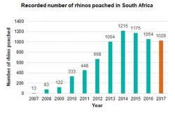 rhinos-poached-chart - Aid Animals